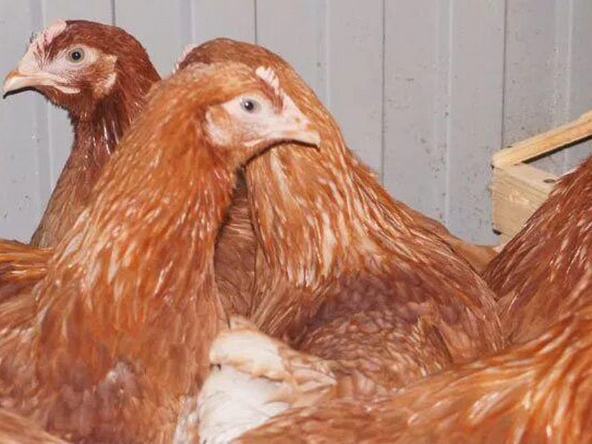 Куры несушки-Родонит