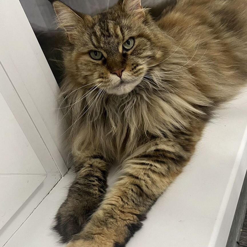 Кошка породы мейкун