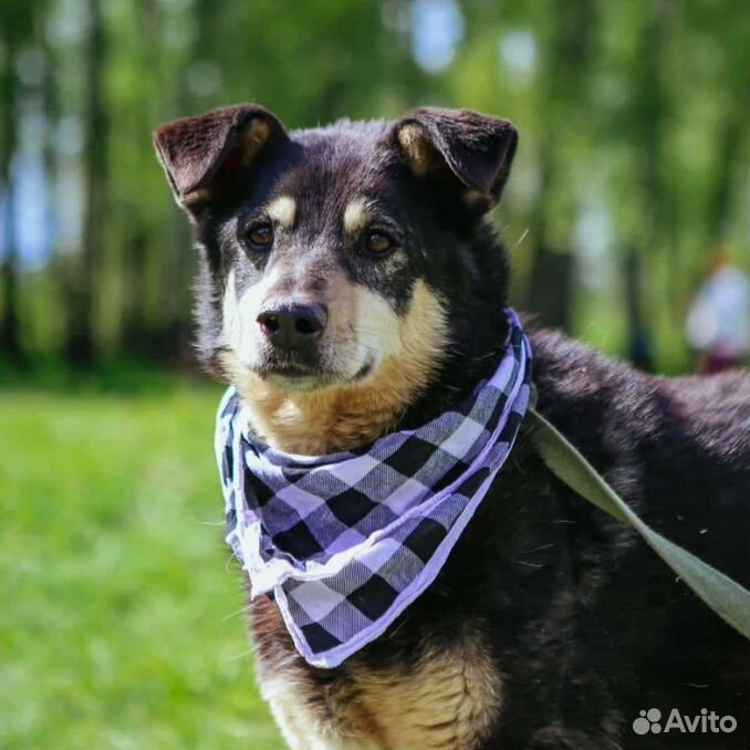 Собака старушечка Зося на доживание