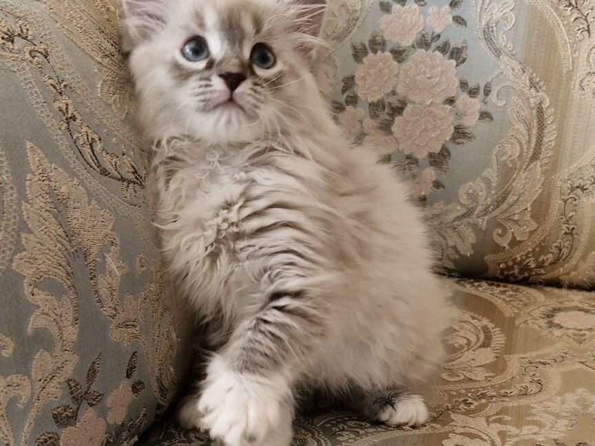 Две сестрички в добрые руки