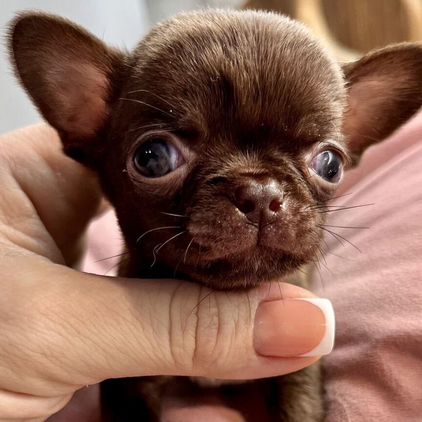 Шоколадная Девочка Micro