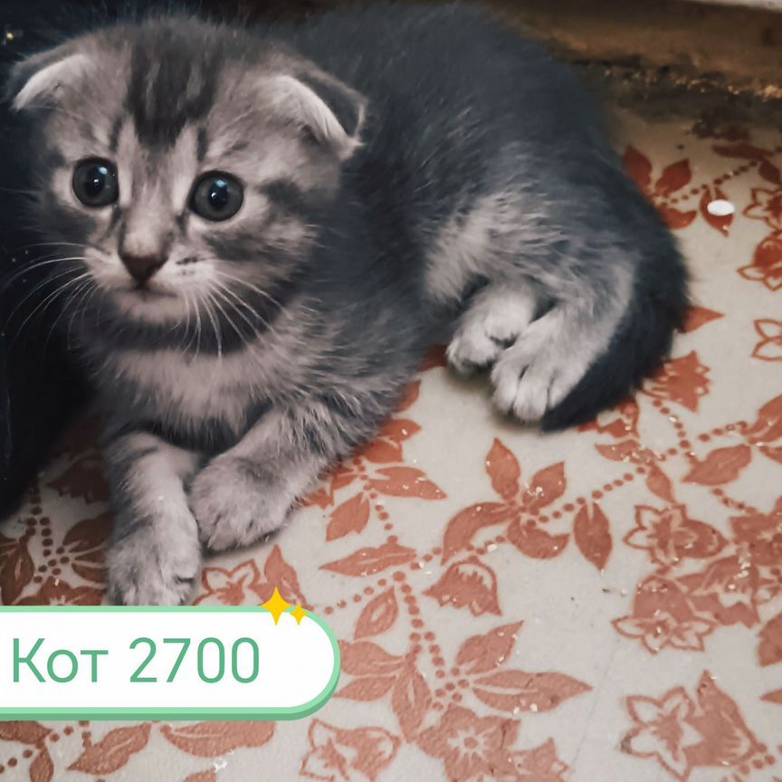 Шотландские вислоухие котята