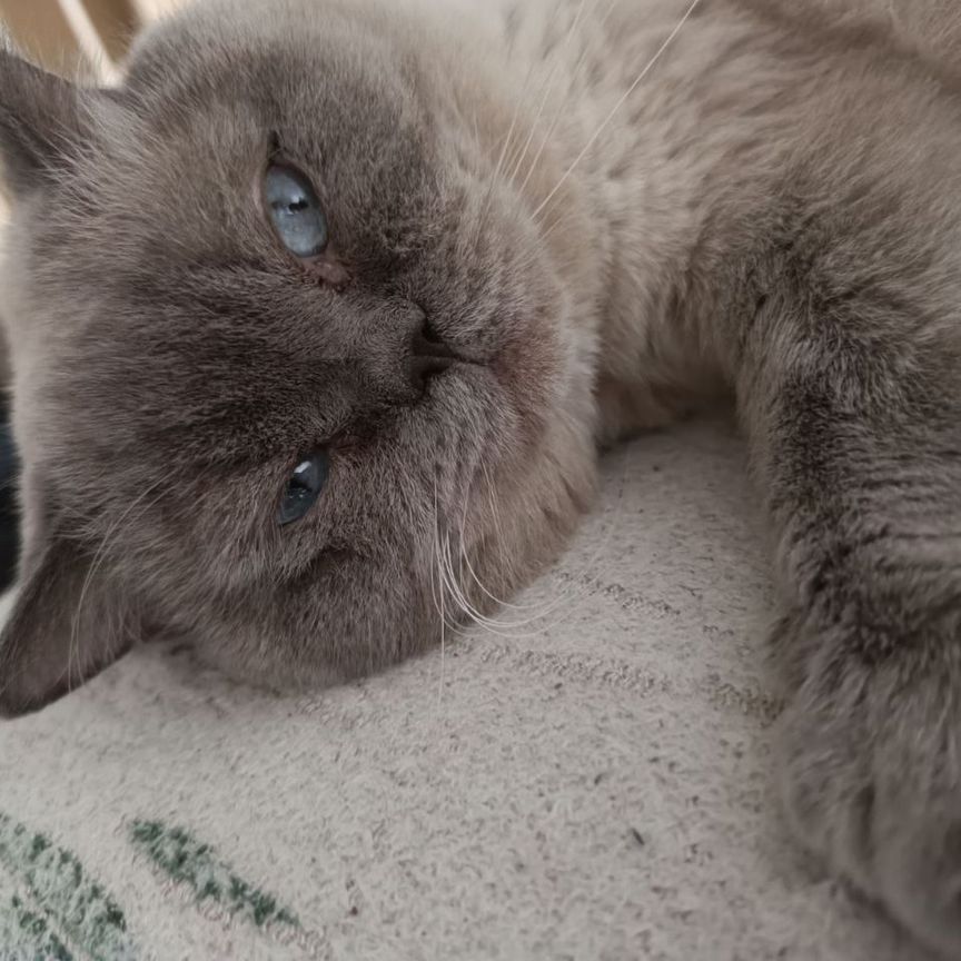 Шотландский кот в добрые руки