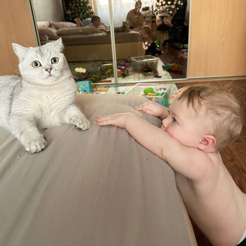 Британский кот