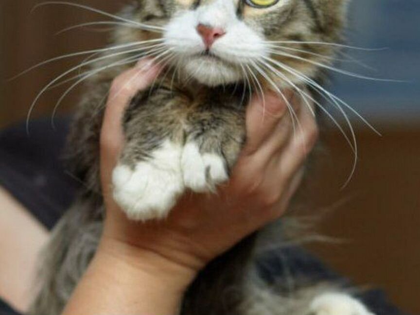 Котенок