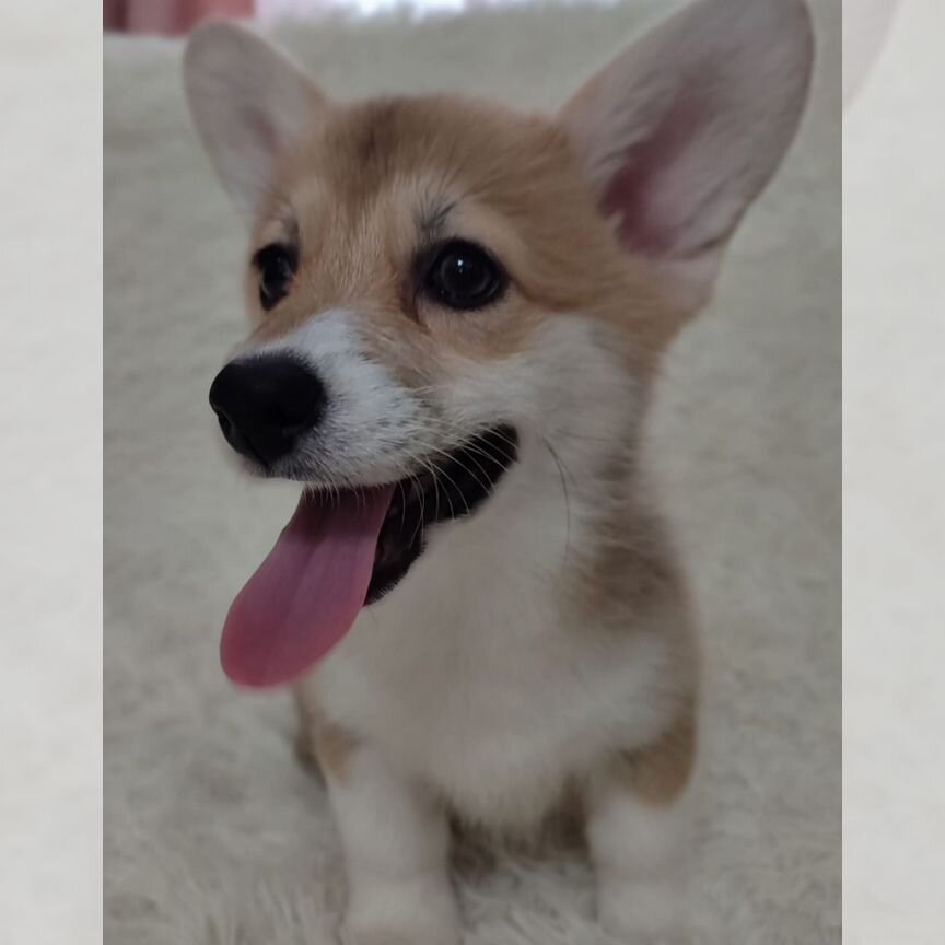 Щенки корги