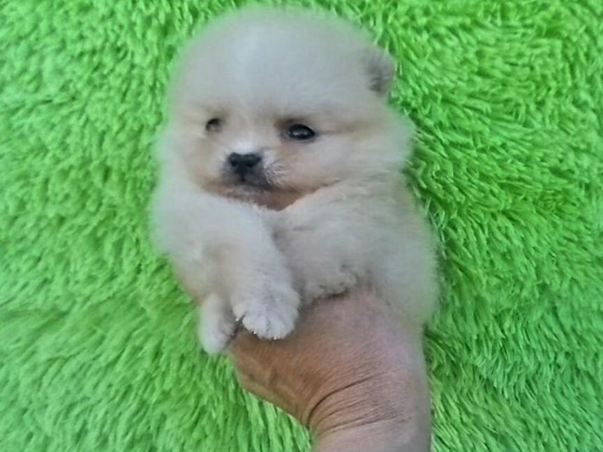 Оч маленькая чудо-померашка