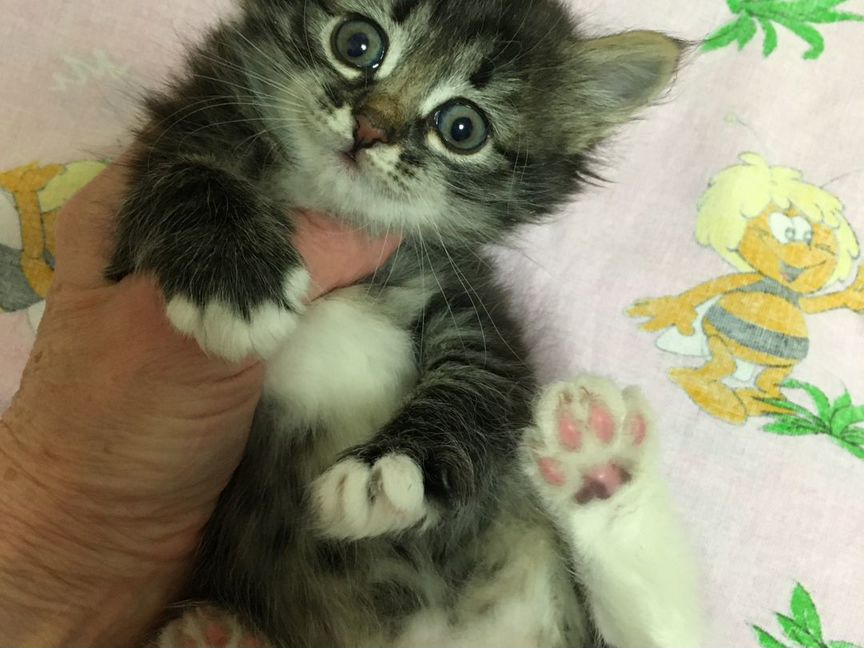 Кошка в ладошке