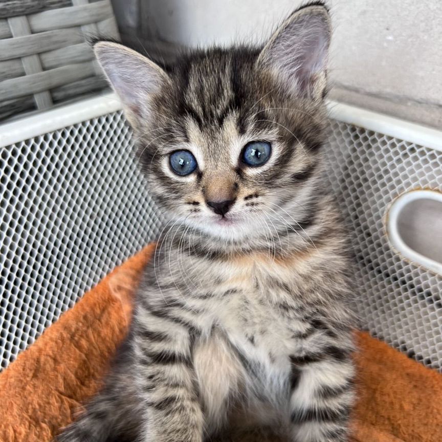 Отдам в добрые руки