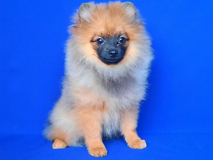 Щенки померанского шпица