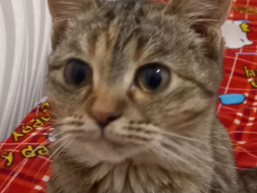 Котенок бездомный ищет дом помесь мальчик