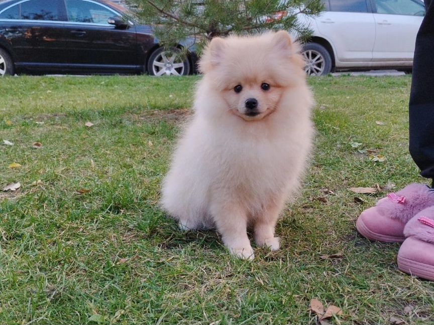 Щенки немецкого шпица