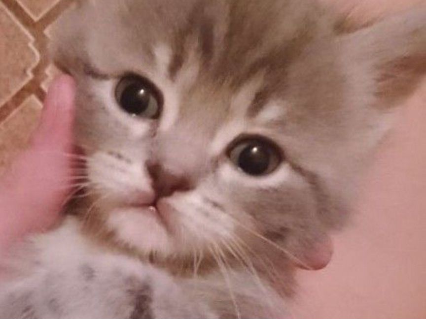 Котята в добрые руки бесплатно