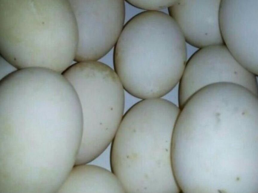 Яйца утиные для инкубации