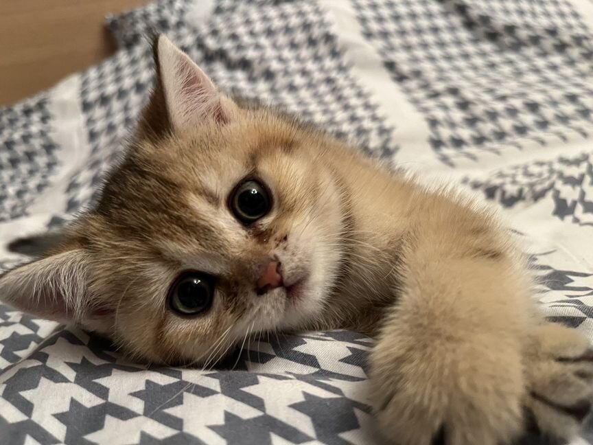 Котятки