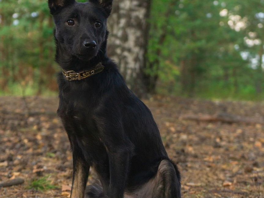 Ищет дом не большой песик Леон