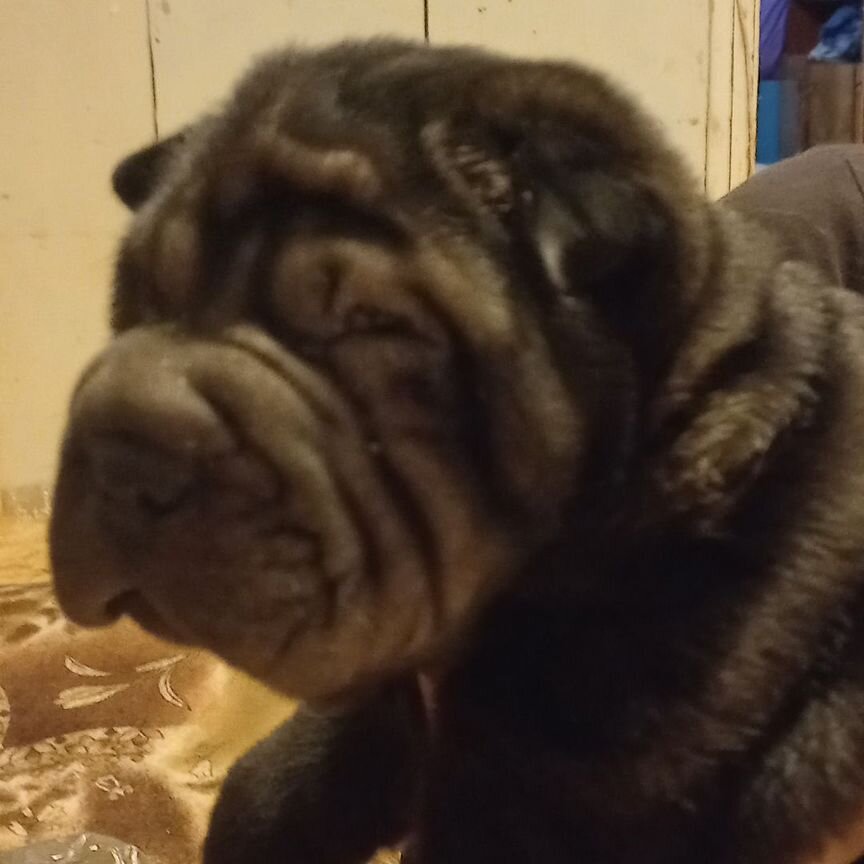 Щенки шарпей