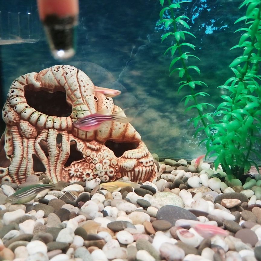 Рыбки данио