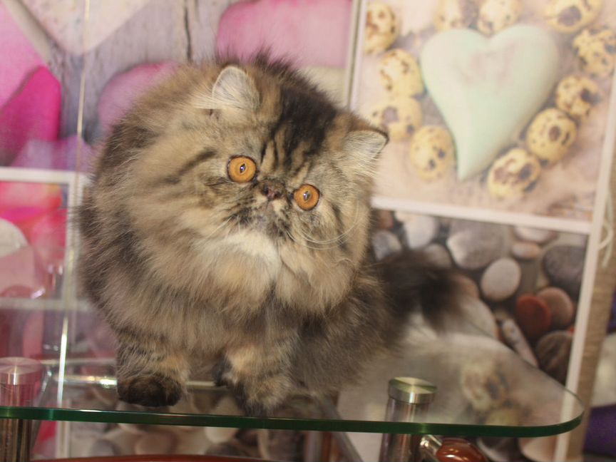 Персидские котята