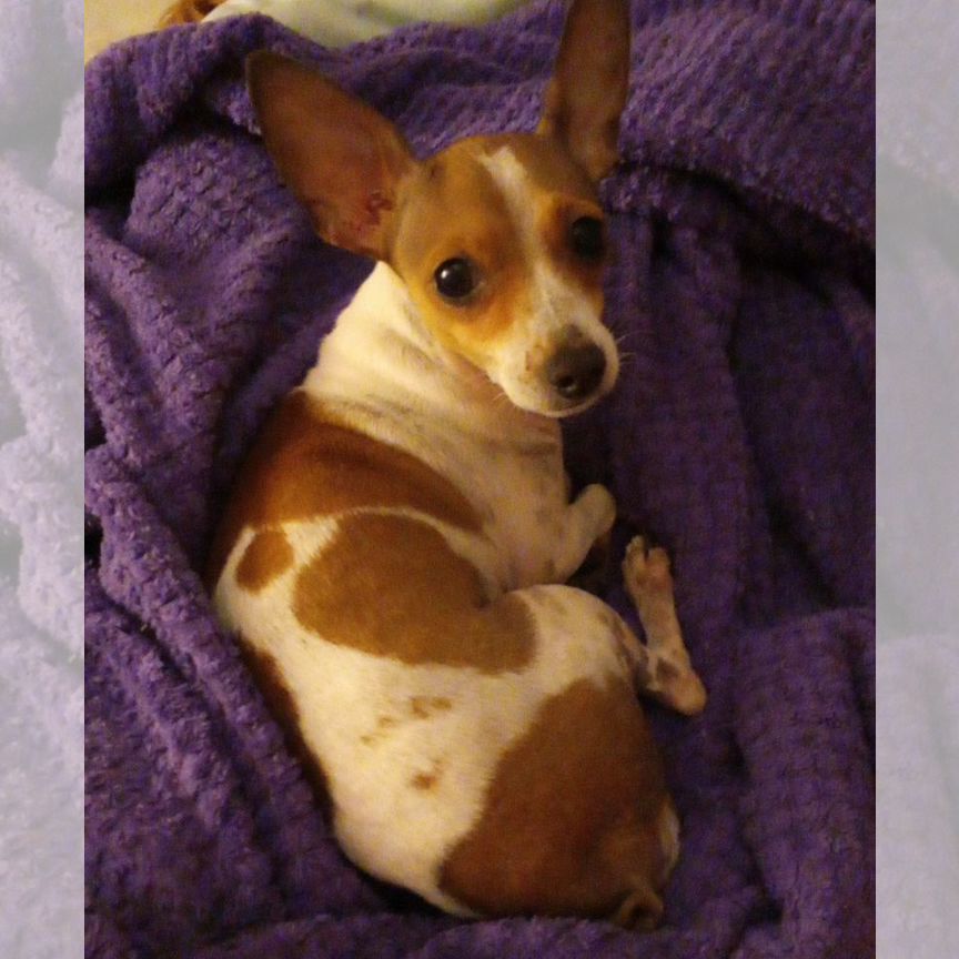 Американский той-терьер