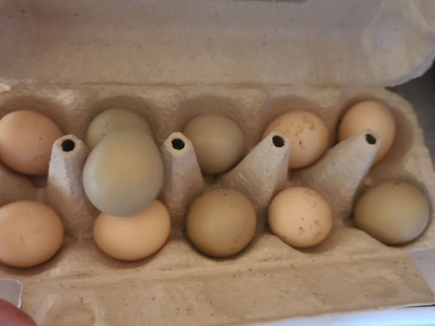 Инкубационное яйцо фазана