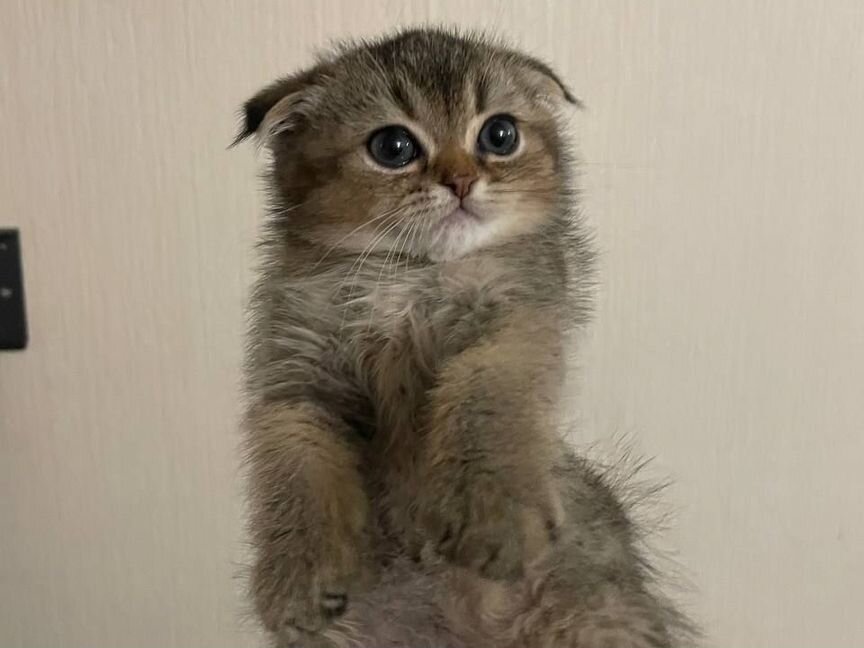 Персидские котята экзоты