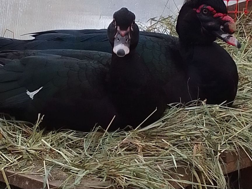 Мускусные утята Индоутята