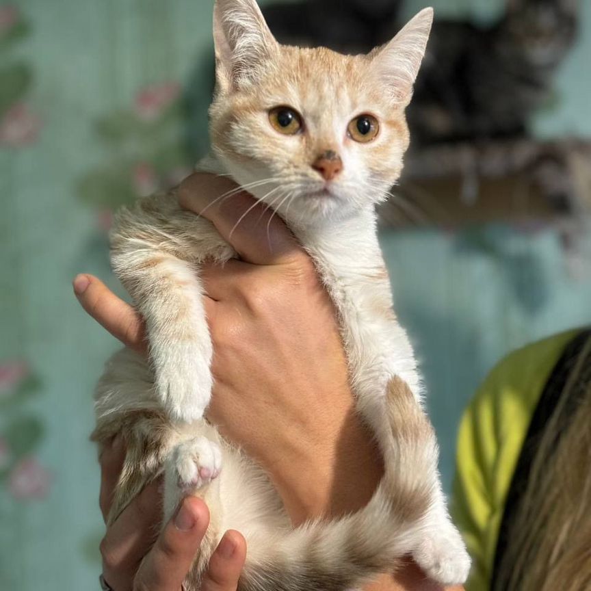 Котенок в добрые руки