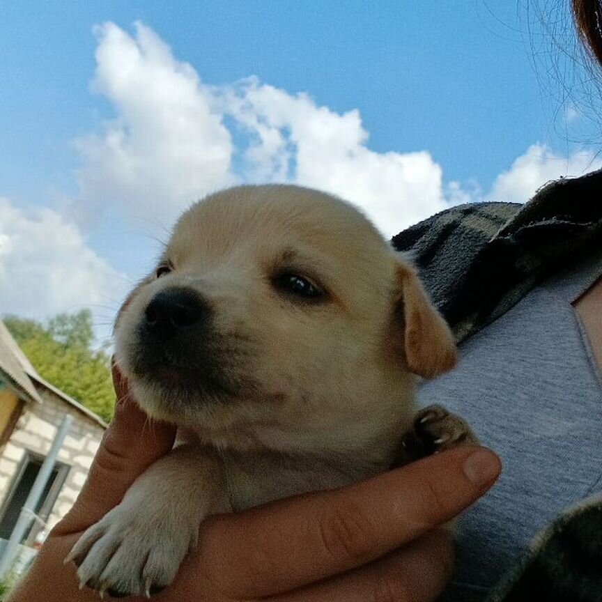 Маленькие собачки щенята от таксы