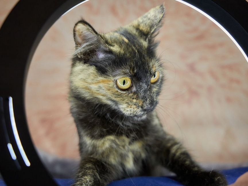 Котенок химерного окраса бесплатно в дар