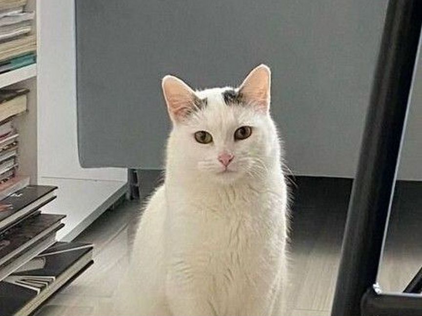 Ласковая обнимательная кошечка