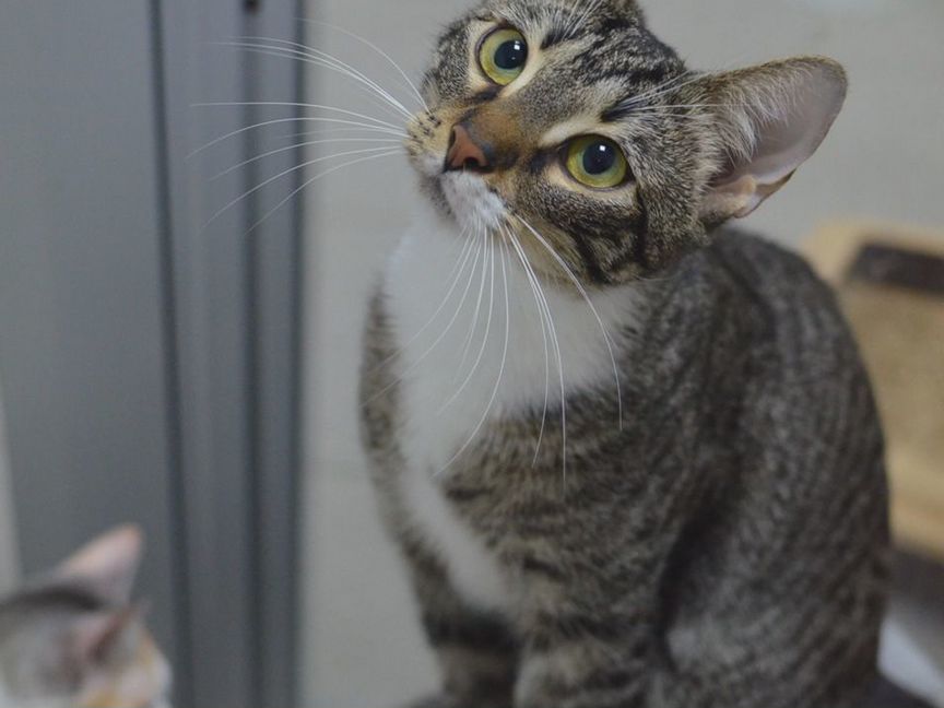 Отдается красивый кот