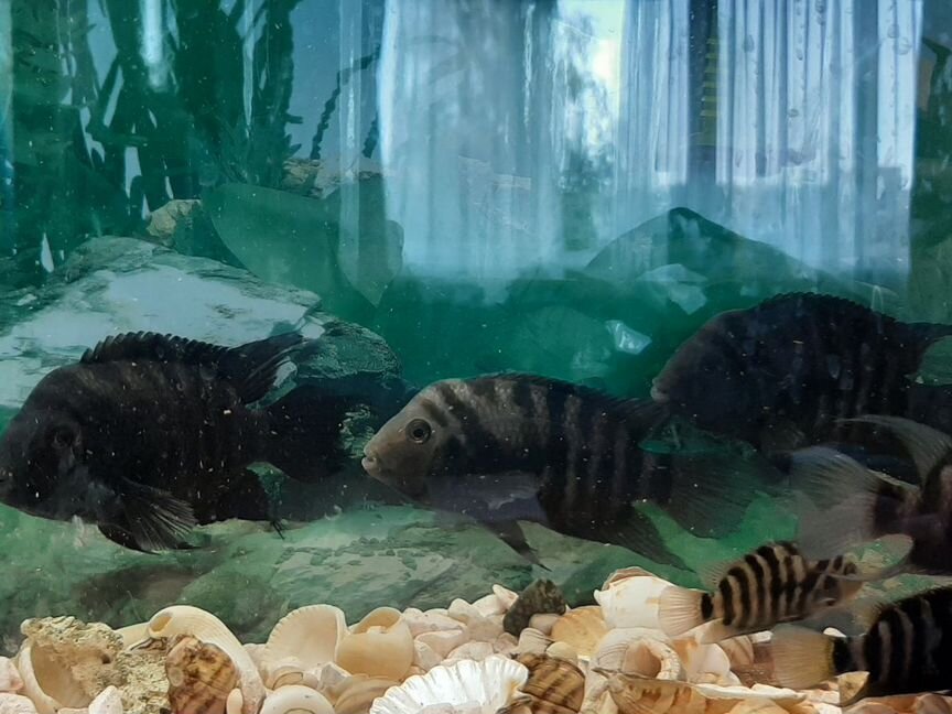 Украшение для аквариума