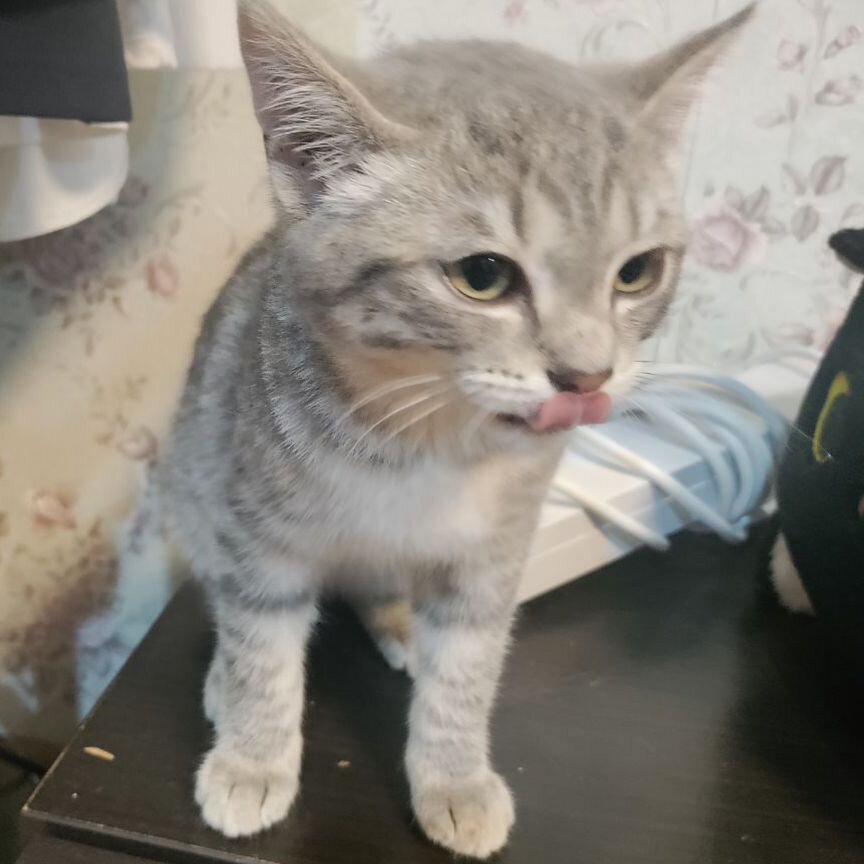 Котик