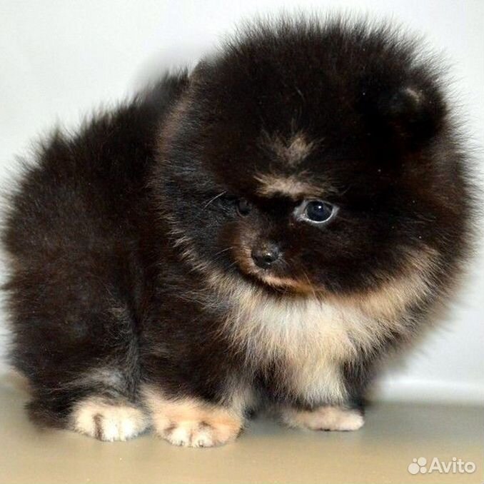 Померанский шпиц курносые мини щенки с документами