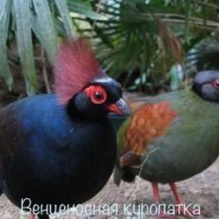 Куропатка инкубационное яйцо