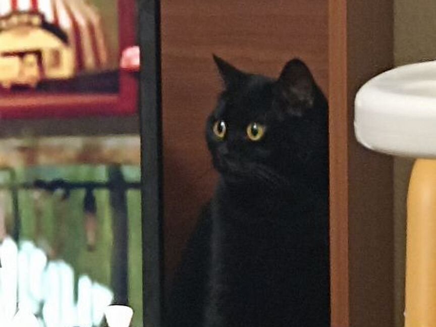 Британская короткошерстная кошка