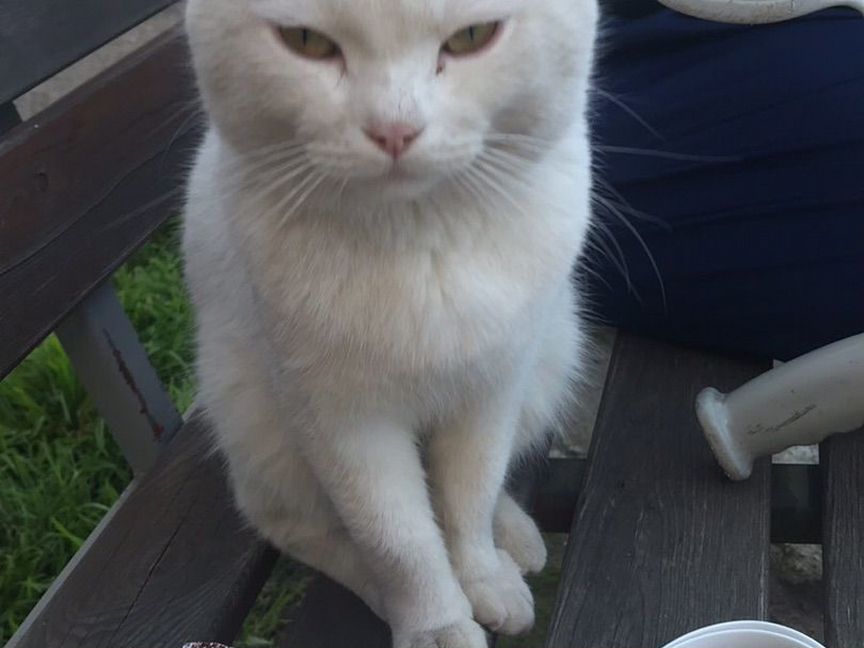 Красивый белый бездомный кот ищет дом