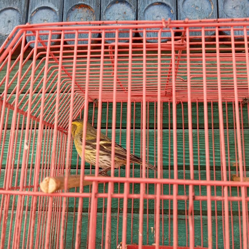 Продам чижей есть самки и самцы