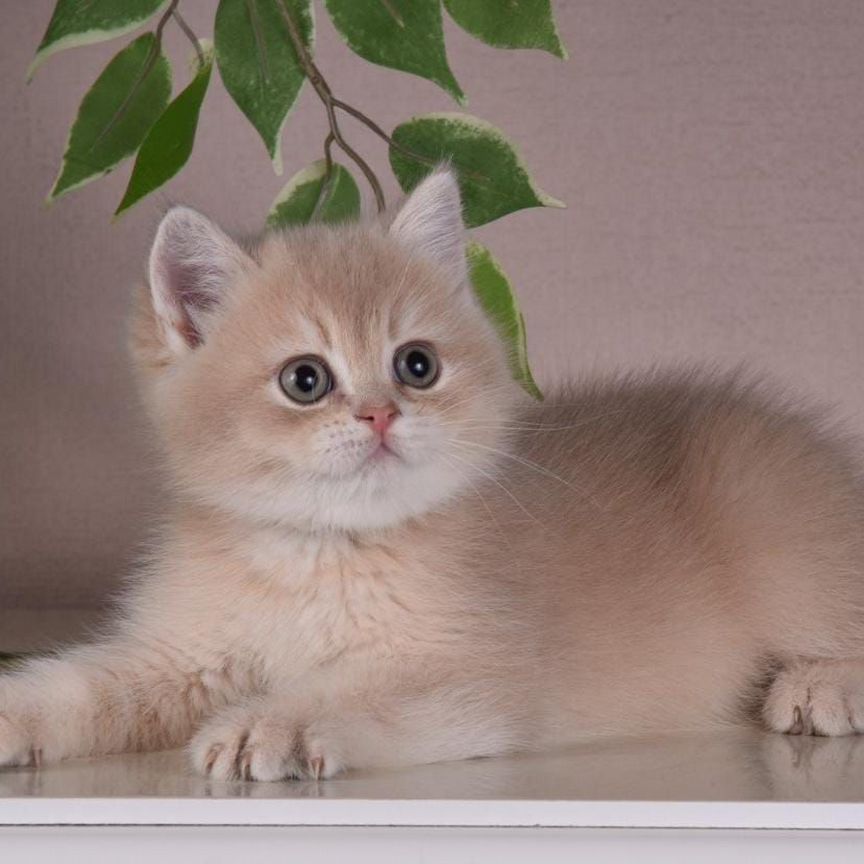 Котенок британская шиншилла