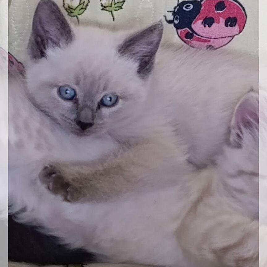 Котята 1,5 месяца