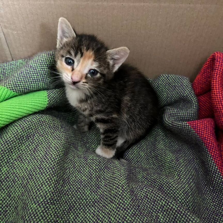 Котенок