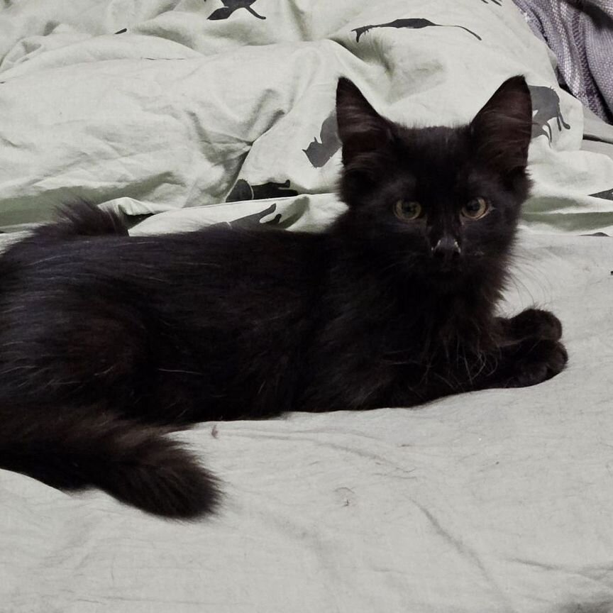 Котенок Бегемот