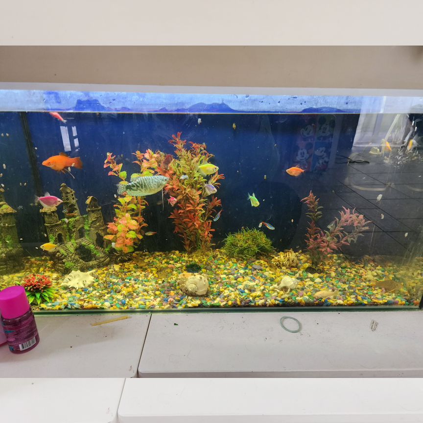 Аквариум с рыбками