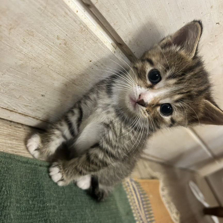Котенок