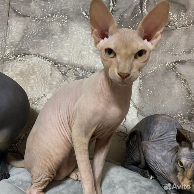 Канадский сфинкс потерялся