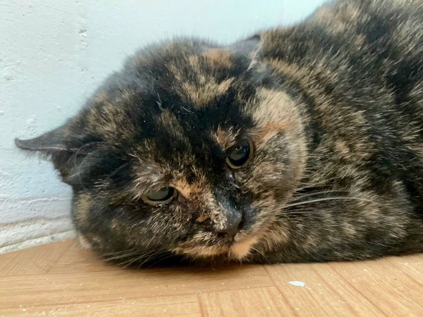 Кошка боится бедняга