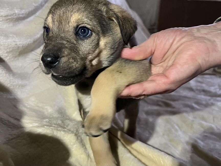 Собака в добрые руки отдам бесплатно щенки