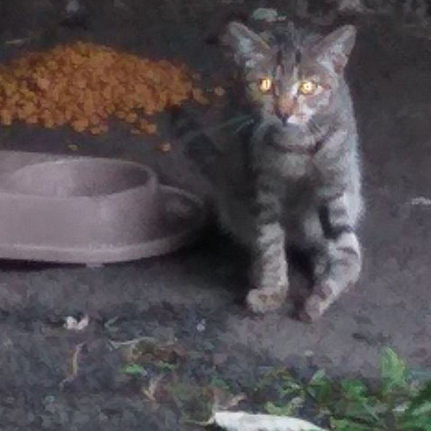 Красивый котик ищет своих людей