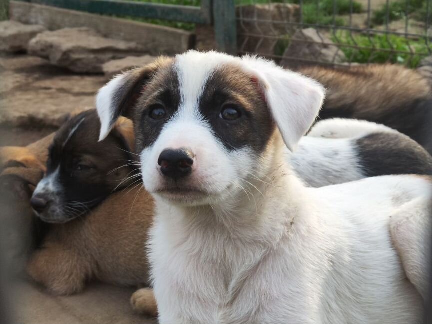 Щенки маленькие дворняжки бесплатно в дар
